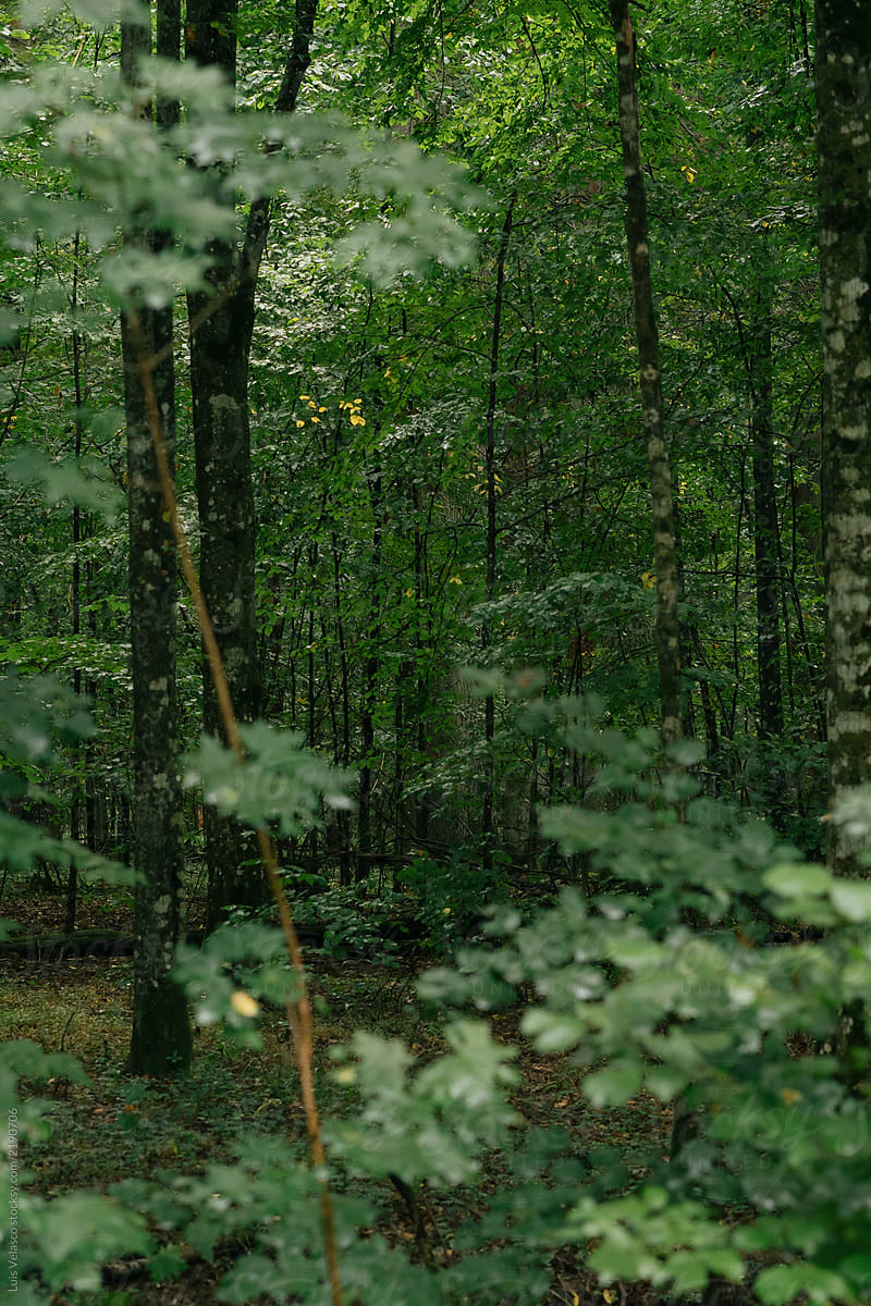 "Dense Forest With Green Foliage And Tall Trees" by Stocksy Contributor ...