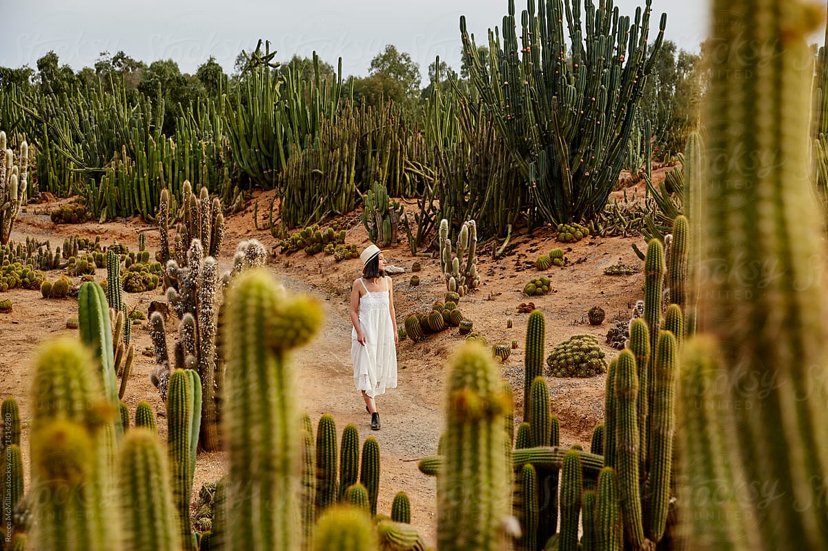 "Woman Walking Through A Cactus Farm" by Stocksy Contributor "Reece ...