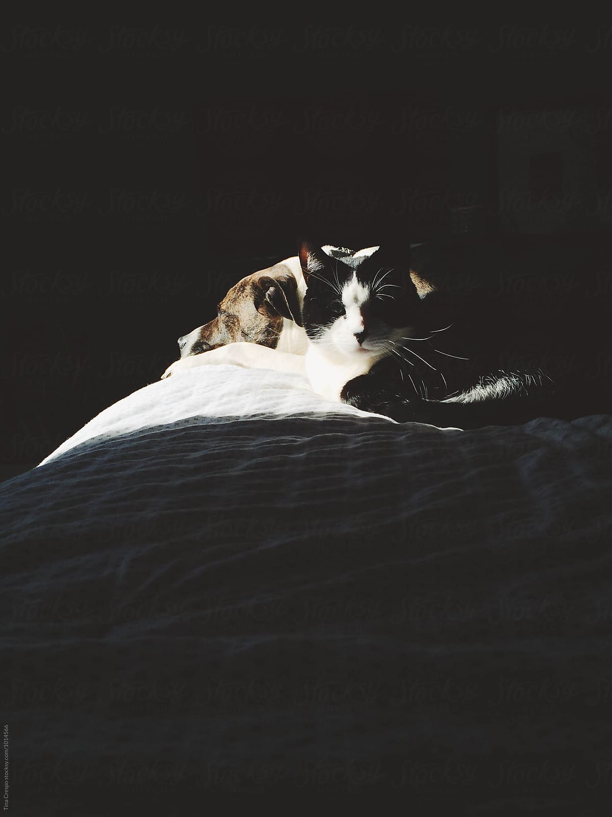 "A Dog And Cat In Shadows" by Stocksy Contributor "Tina Crespo" - Stocksy