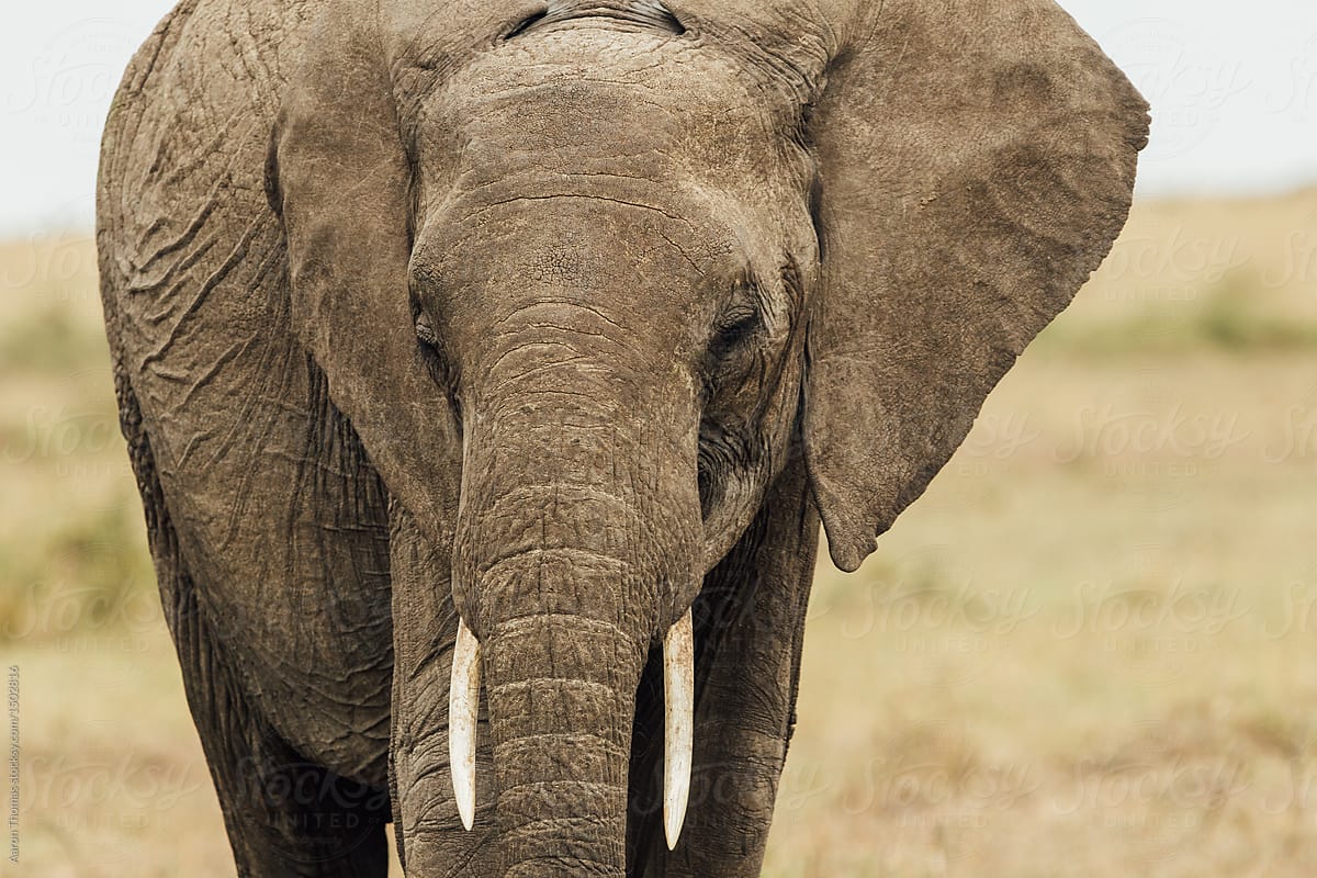 "Elephants In Kenya" by Stocksy Contributor "Aaron Thomas" - Stocksy