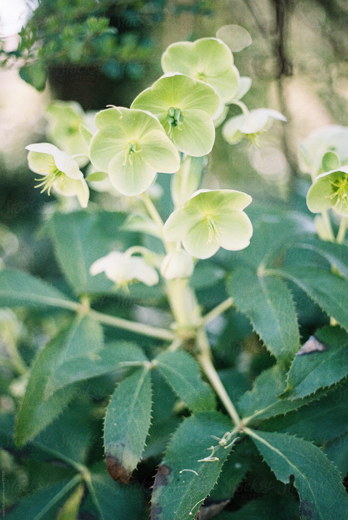 "Flowers On Helleborus Shrub On Film" by Stocksy Contributor "Laura ...