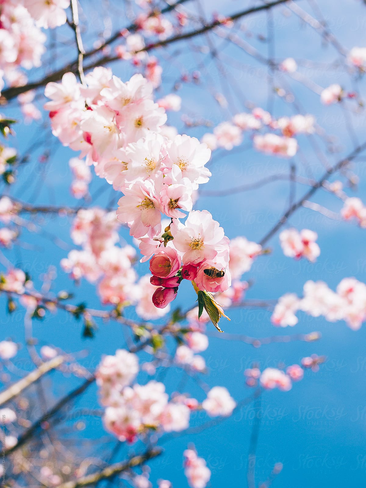 "Sakura" by Stocksy Contributor "Photographer Christian B" - Stocksy