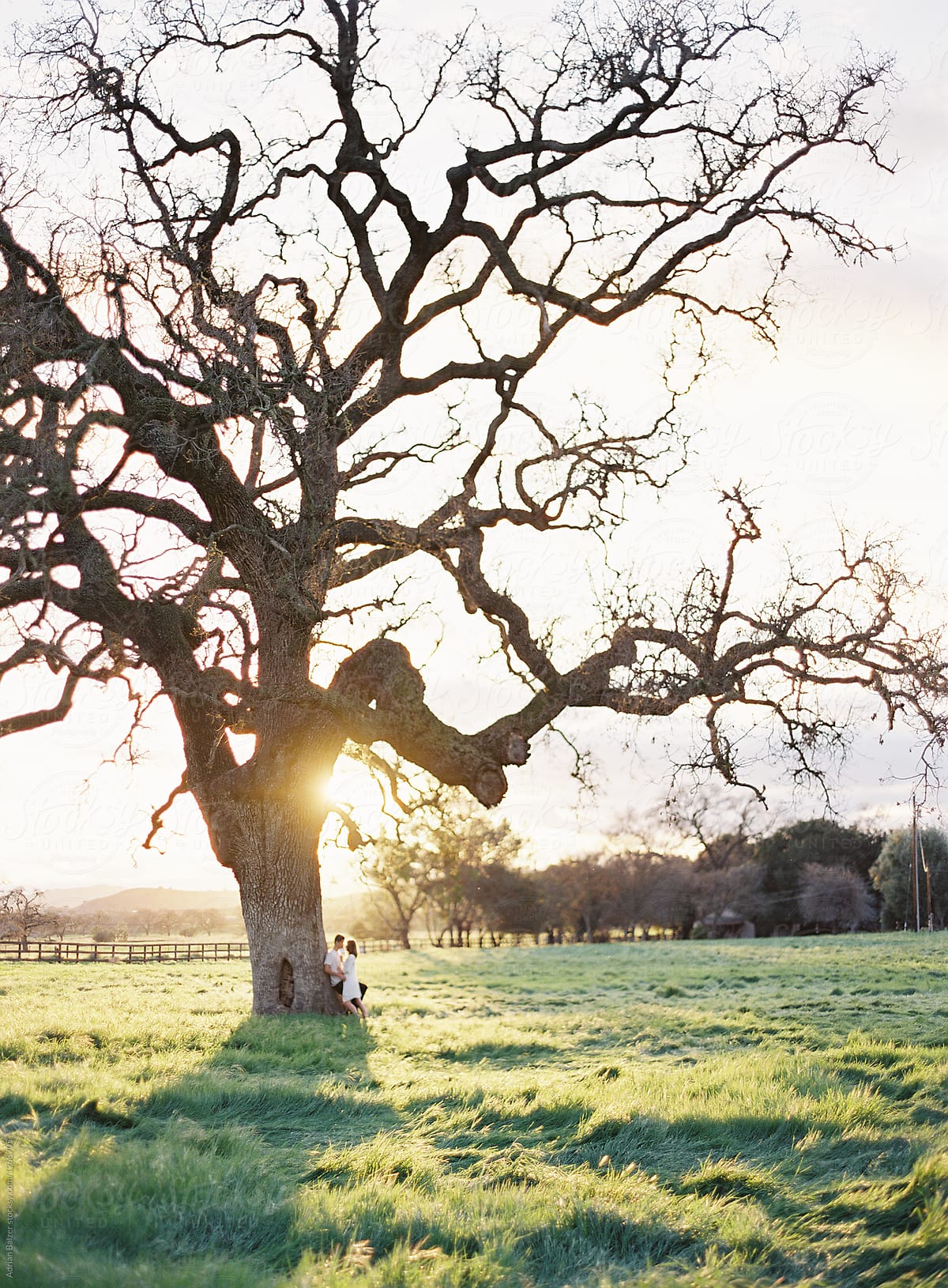 "Couple Under Oak Tree" by Stocksy Contributor "Adrian Balzer" - Stocksy