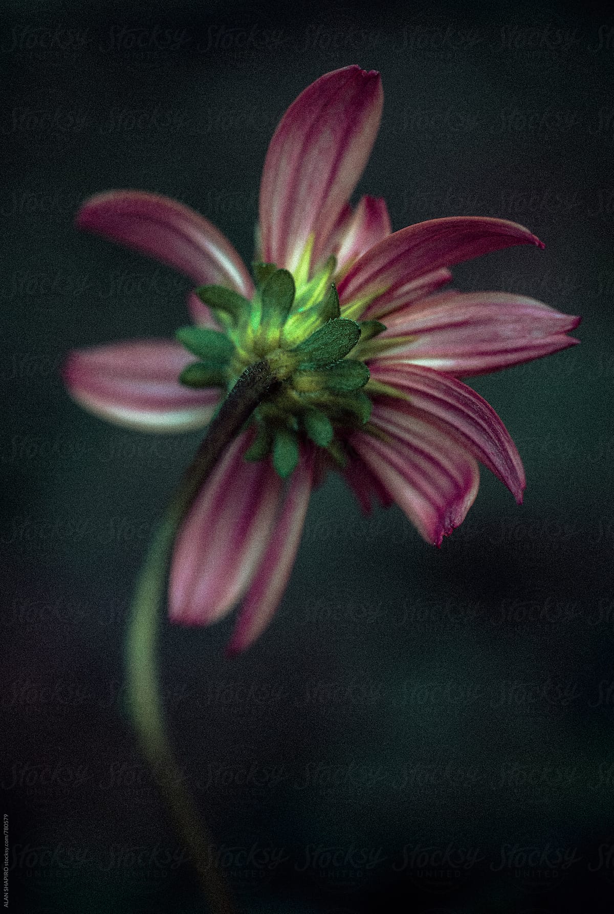"Daisy From Behind" by Stocksy Contributor "ALAN SHAPIRO" - Stocksy
