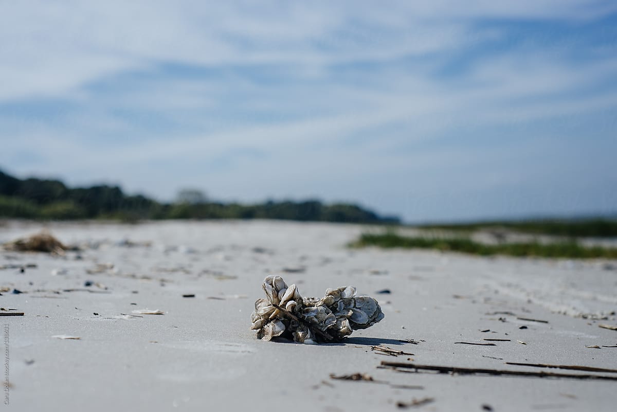 "Cluster Of Oysters Washed Up On A Beach In South Carolina" by Stocksy ...