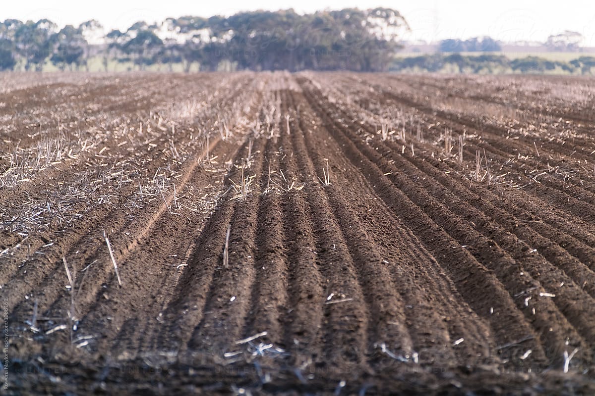 "Wheat Paddock Ready For Planting" by Stocksy Contributor "Rowena ...
