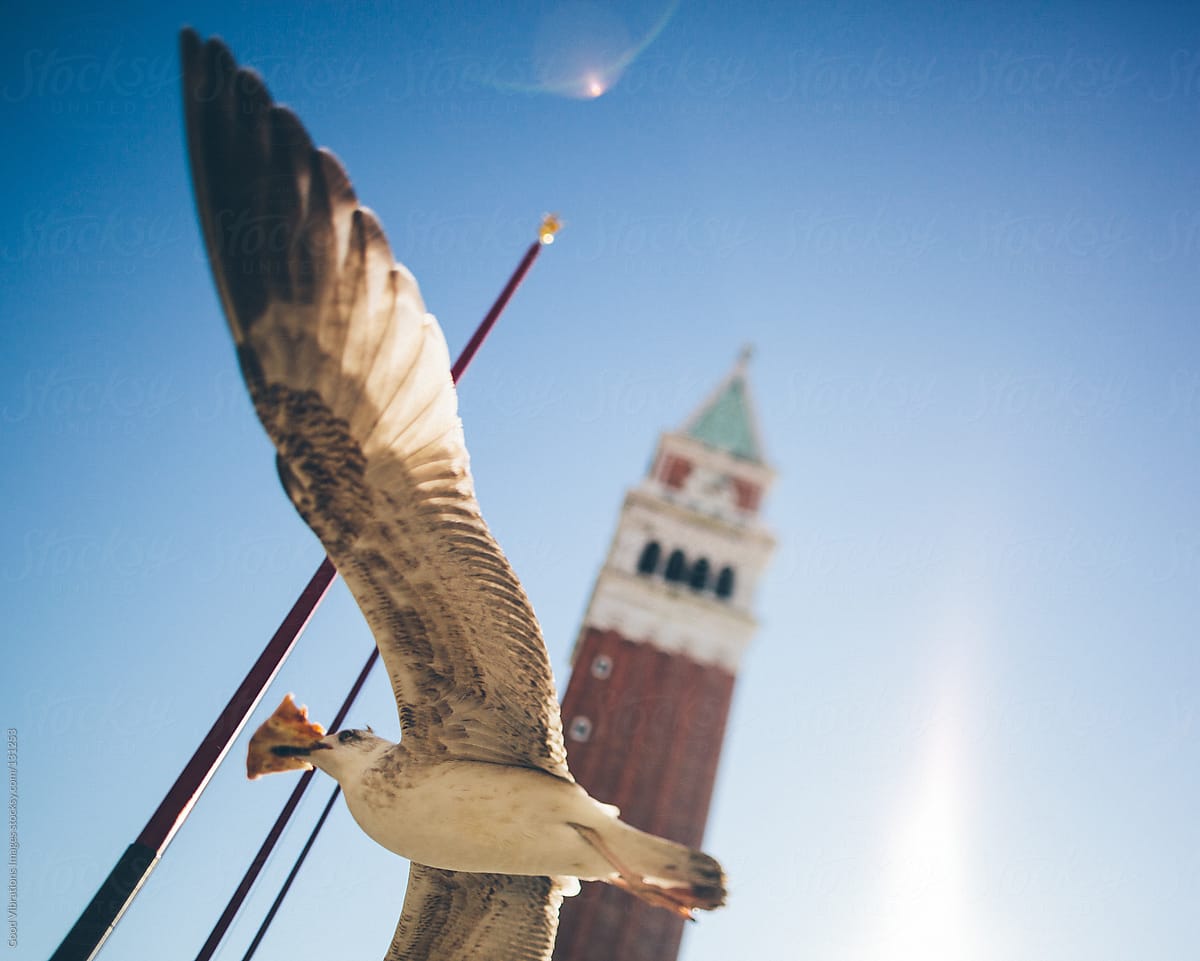 "Seagull In Venice" by Stocksy Contributor "Vero." - Stocksy