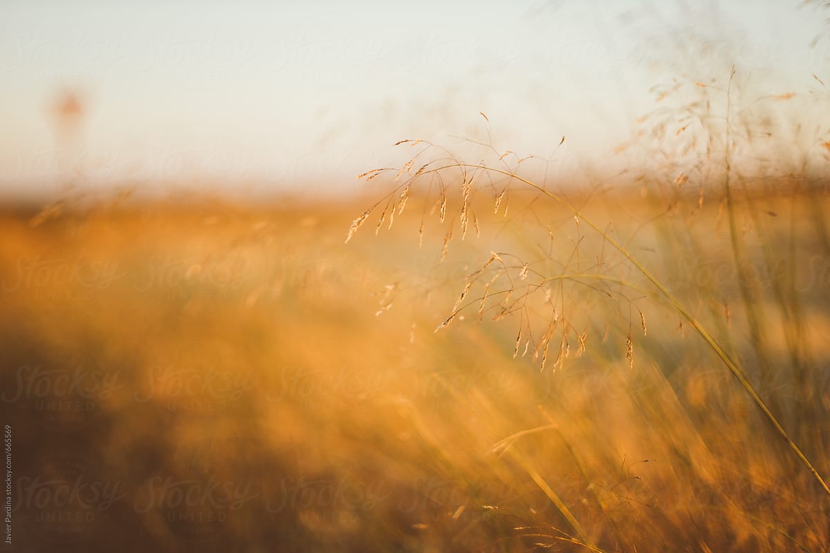 "Plants At Sunset" by Stocksy Contributor "Javier Pardina" - Stocksy