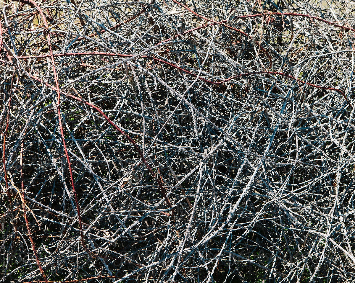 "Pile Of Thorn-covered Blackberry Vines, Oregon" by Stocksy Contributor ...