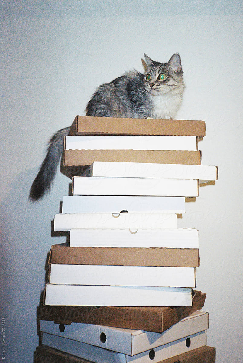 "Cute Cat Sitting On A Pile Of Pizza Boxes" by Stocksy Contributor ...