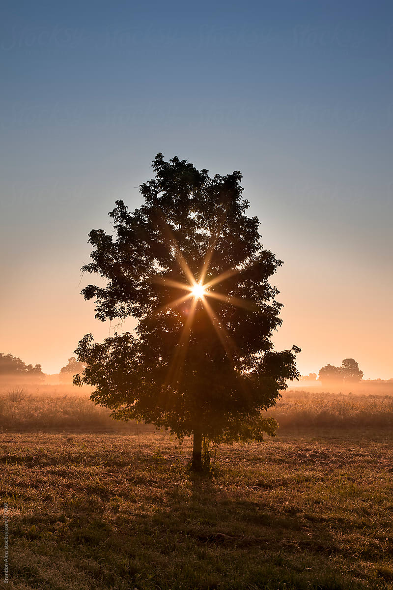 "Tree At Sunrise In Front Of A Foggy Field Of Wildflowers" by Stocksy ...