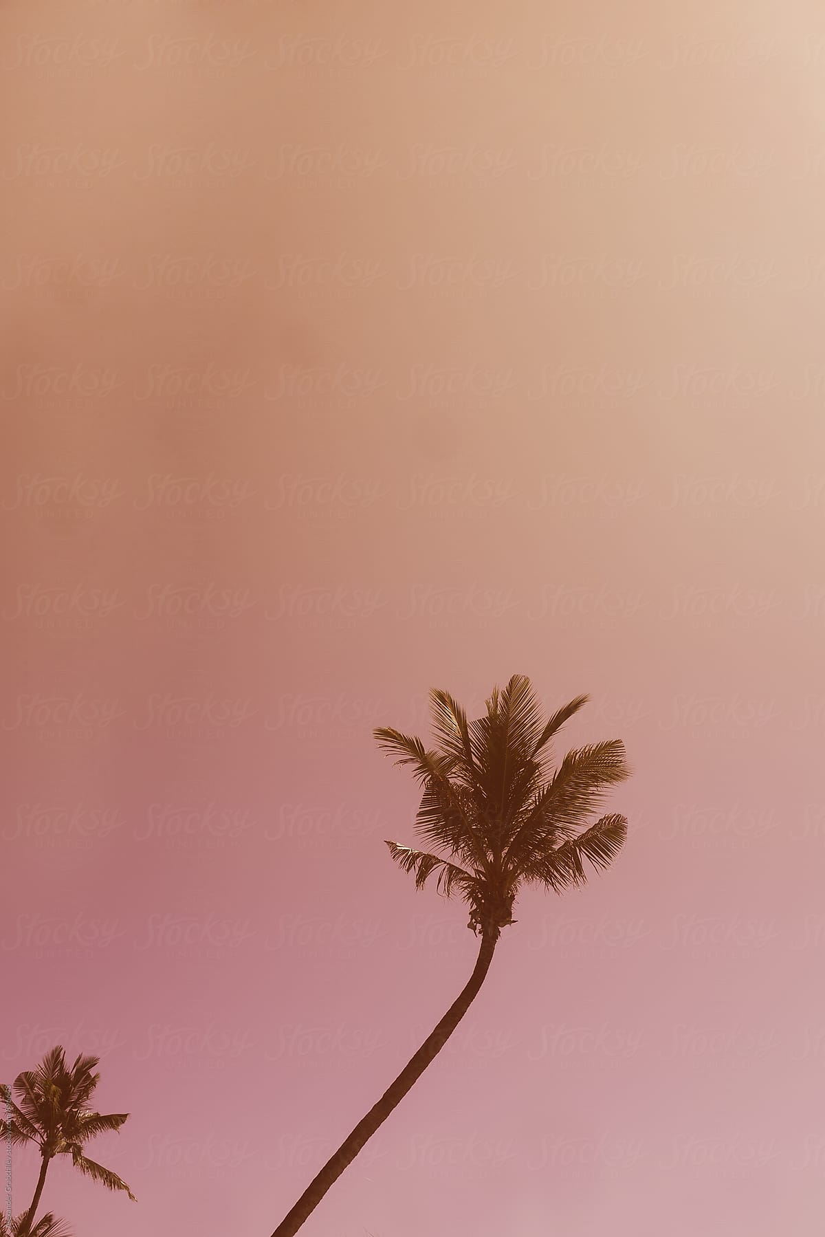 "Simple Palm Tree At Sunset Sky" by Stocksy Contributor "Alexander ...