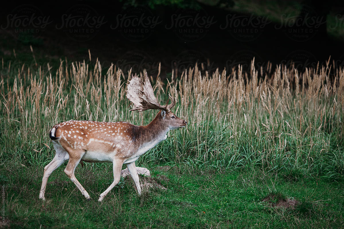 "Red Deer" by Stocksy Contributor "HIGHLANDER" - Stocksy