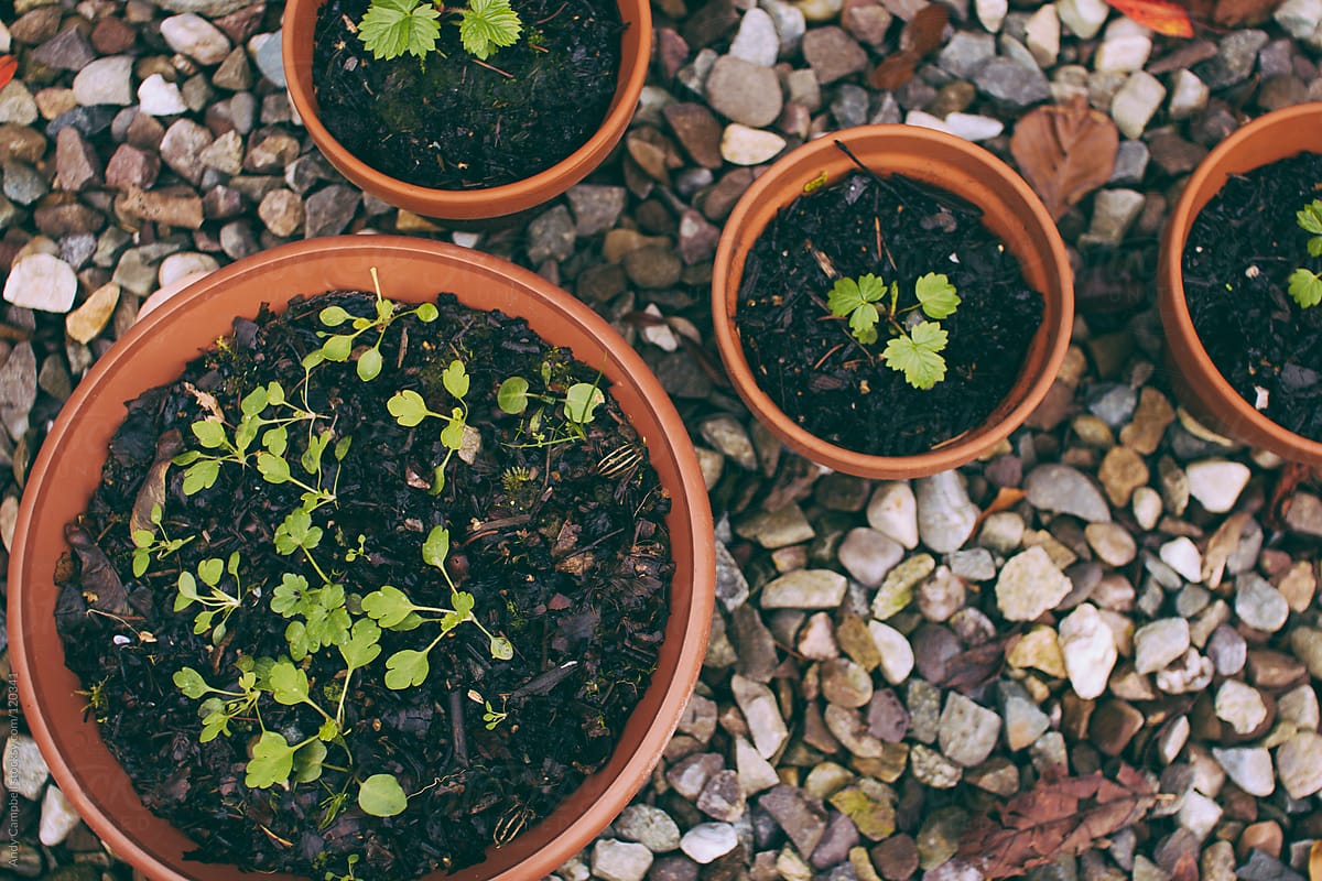 "New Leaves Sprout From Freshly Potted Plants" by Stocksy Contributor ...