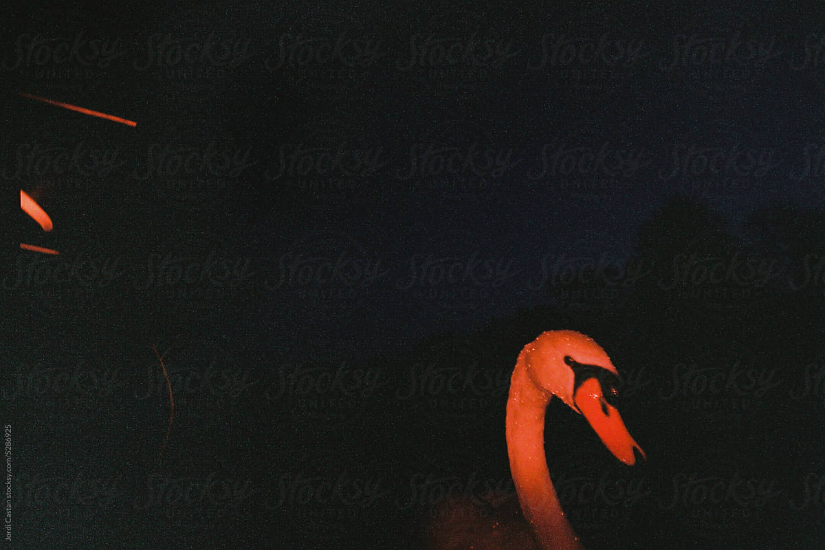 "Swan At Night" by Stocksy Contributor "Jordi Castan" - Stocksy