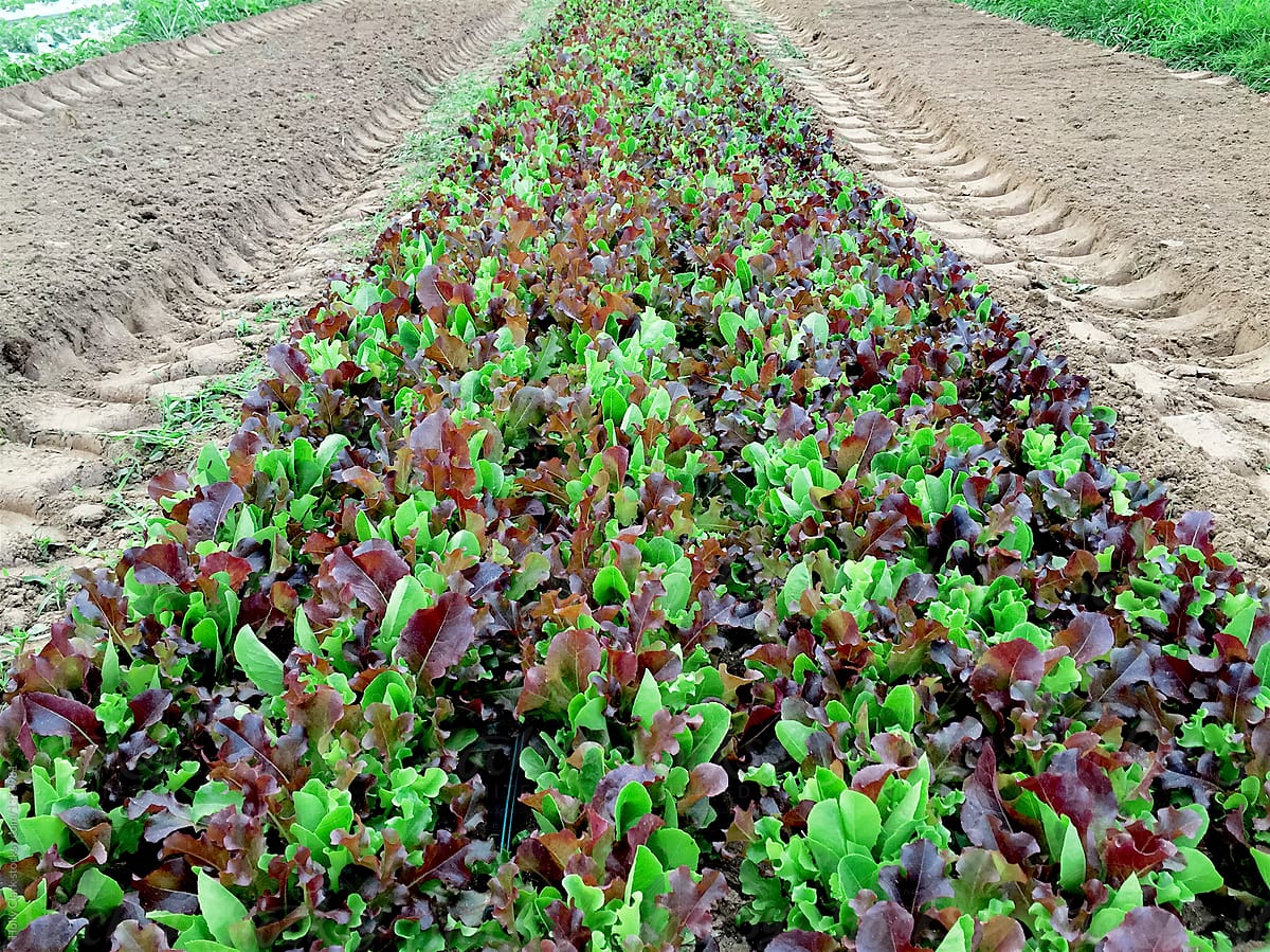 "Variety Of Lettuce Growing At Urban Farm" by Stocksy Contributor ...