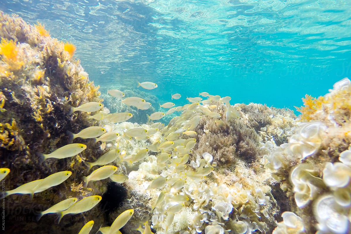 "Shoal Of Yellow Minnows" by Stocksy Contributor "ACALU Studio" - Stocksy