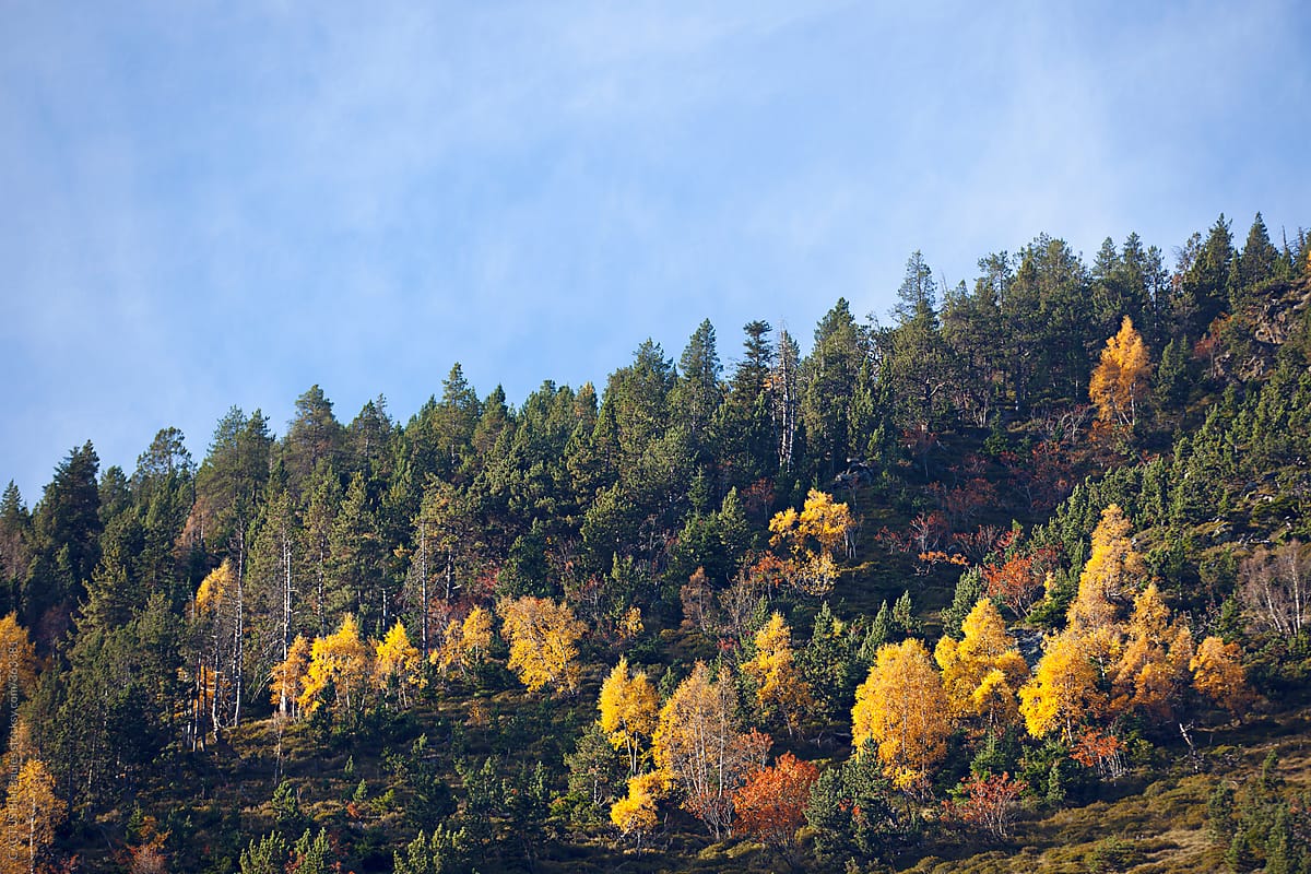 "Forest During The Fall" by Stocksy Contributor "CACTUS Creative Studio ...