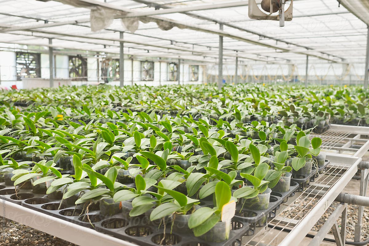 "Orchid Seedlings In Greenhouse" by Stocksy Contributor "Lawren Lu ...