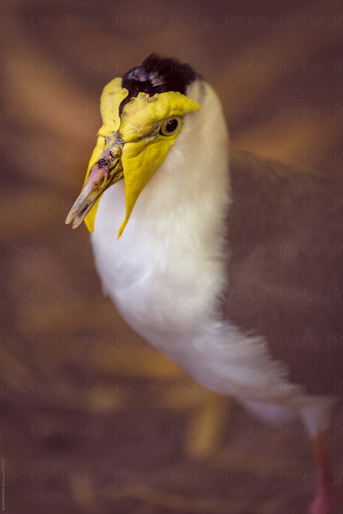 "Masked Lapwing" by Stocksy Contributor "ALAN SHAPIRO" - Stocksy