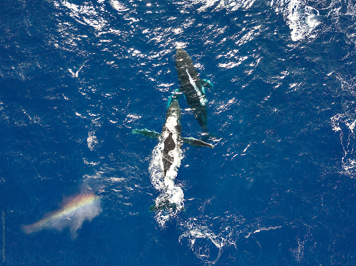 "Aerial View Of Humpback Whales" by Stocksy Contributor "Song Heming ...
