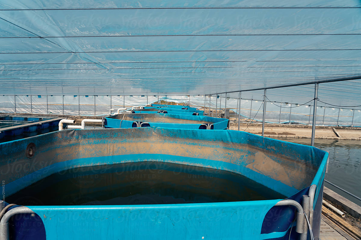 "Aquaculture Factory Farm" by Stocksy Contributor "Pansfun Images ...