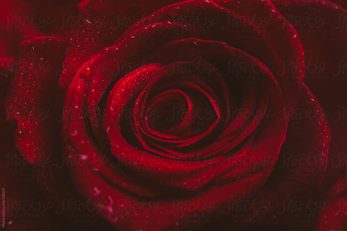 "Red Rose Background" by Stocksy Contributor "Mattia" - Stocksy